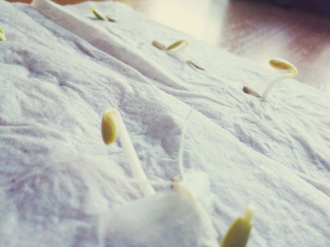 Gardening with Kids :: Germination Test + Printable – Tiny Peasant