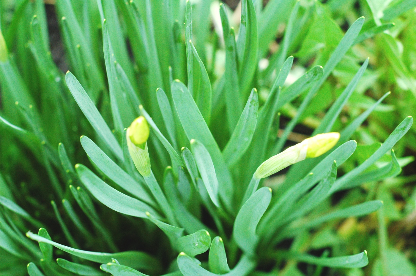 Grow Together Tuesday – Tiny Peasant