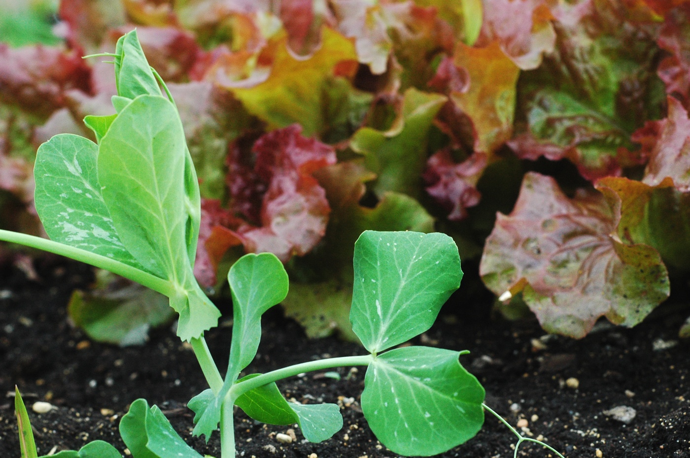 Grow Together Tuesday – Tiny Peasant