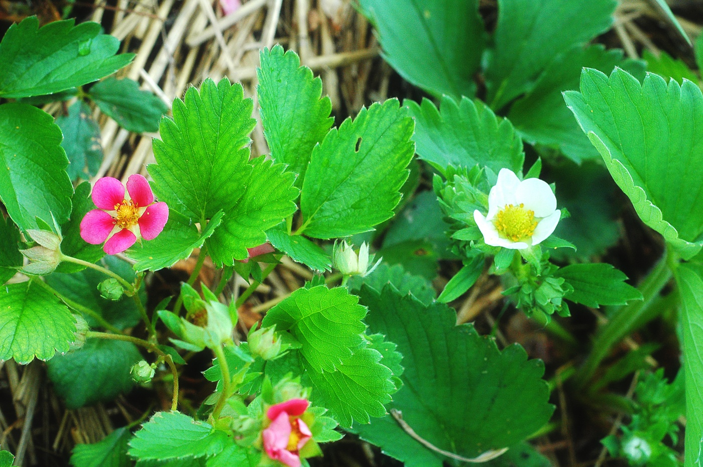 Grow Together Tuesday – Tiny Peasant