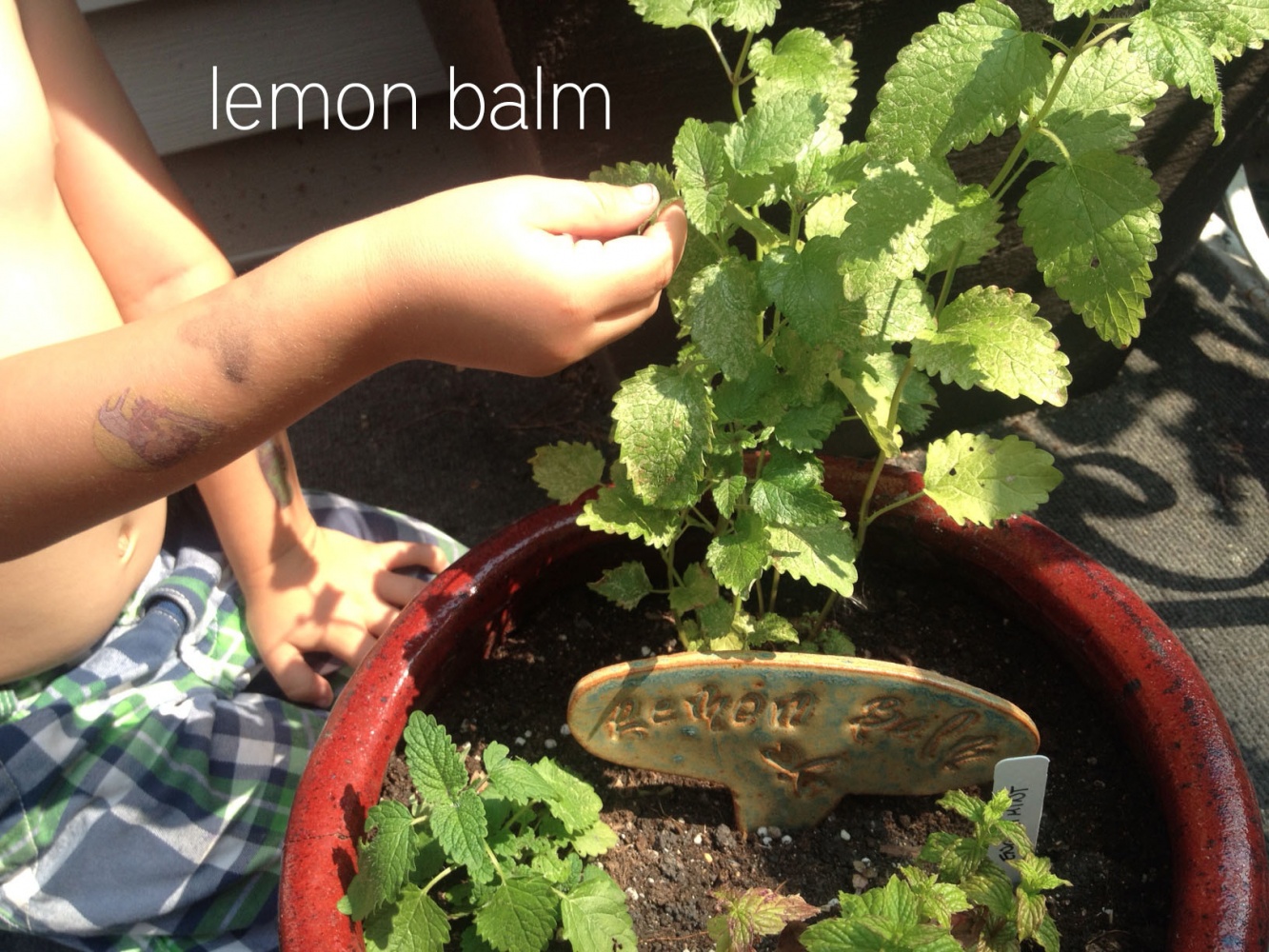 Edibles Scavenger Hunt – Tiny Peasant