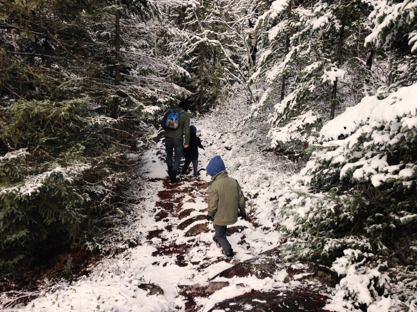 Winter Nature Walks: Conifers – Tiny Peasant